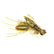 Creek Crawler, Hada's – charliesflybox
