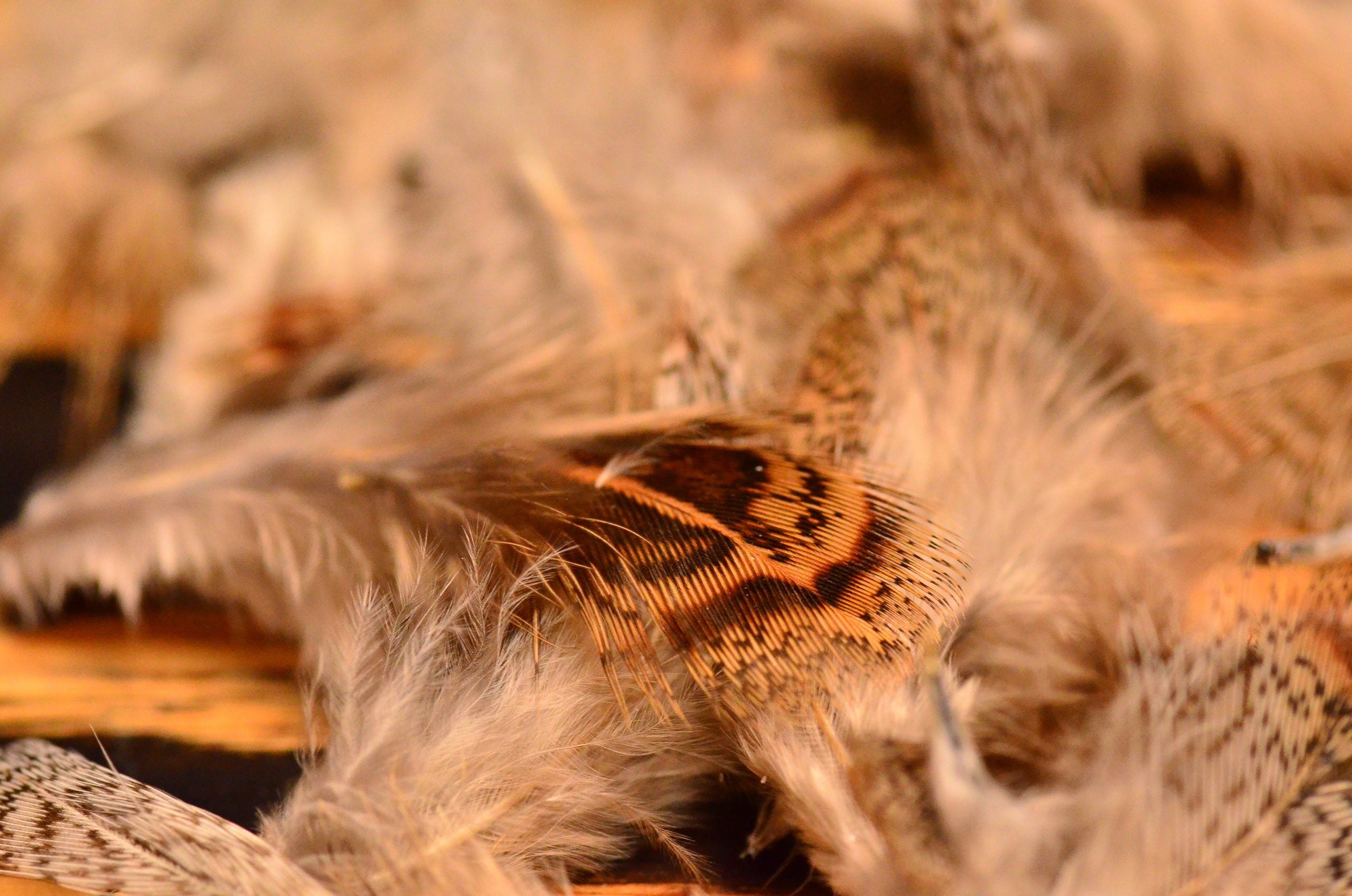 Bagged Hungarian Partridge Body Feathers – charliesflybox