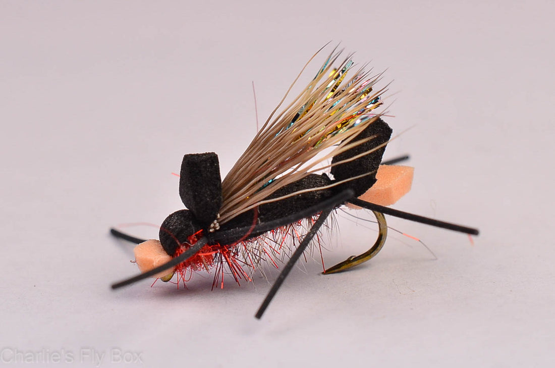 Amy's Ant – charliesflybox